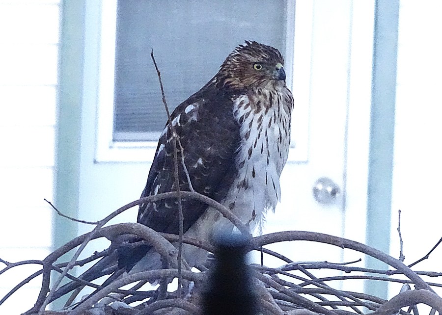 Ornitho 101 – Nature et environnement
