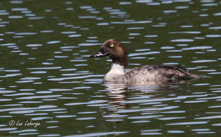 Ornitho 101. Garrot d’Islande ou Garrot à œil d’or? – Nature et ...
